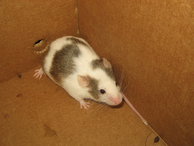 Morumoto