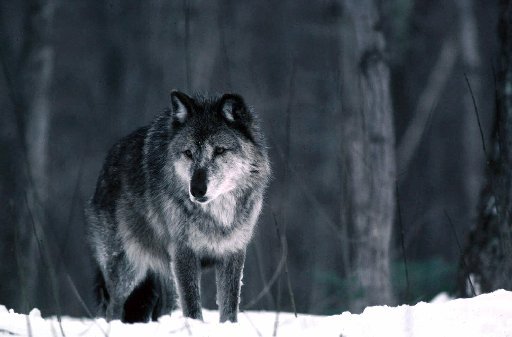 Rick Lamplugh: The State of the Wolves, 2015-2016