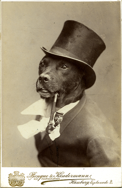 Gorgeous Vintage Dog Photos ~ vintage everyday