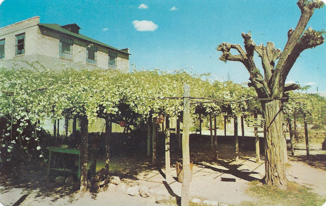 My Favorite Views: Arizona - Tombstone, Rose Bush at the Rose Tree Inn