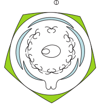 CLASS 11th CHAPTER -5 Morphology of Flowering Plants |Biology | NCERT ...