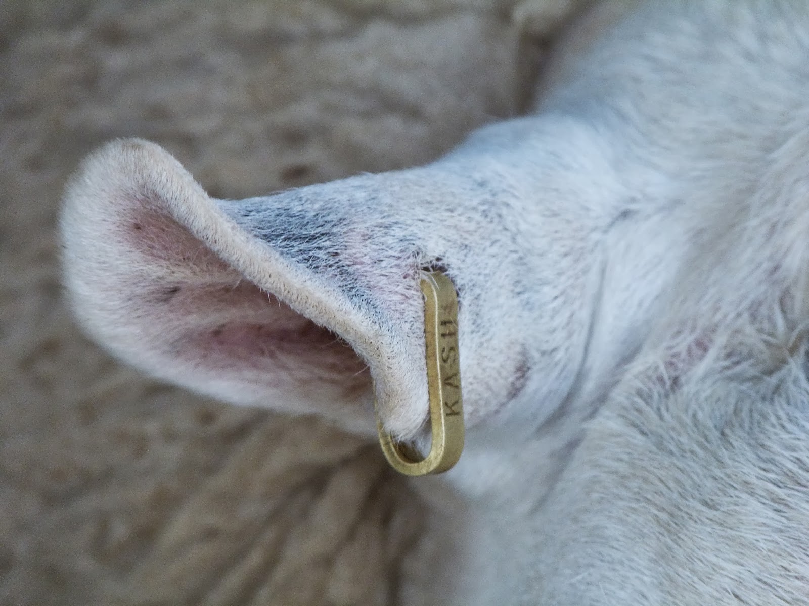 Woolshed 1: No 7. Sheep Performance Recording in New Zealand. History ...