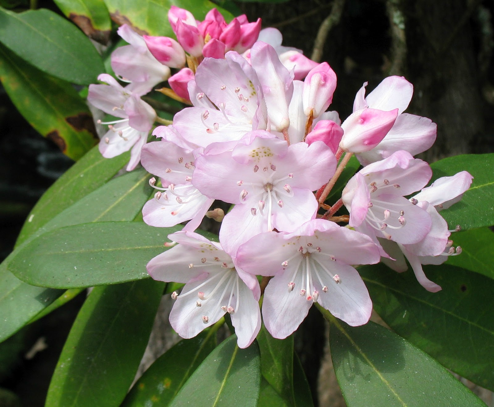 Using Georgia Native Plants: Great Laurel - Rhododendron maximum