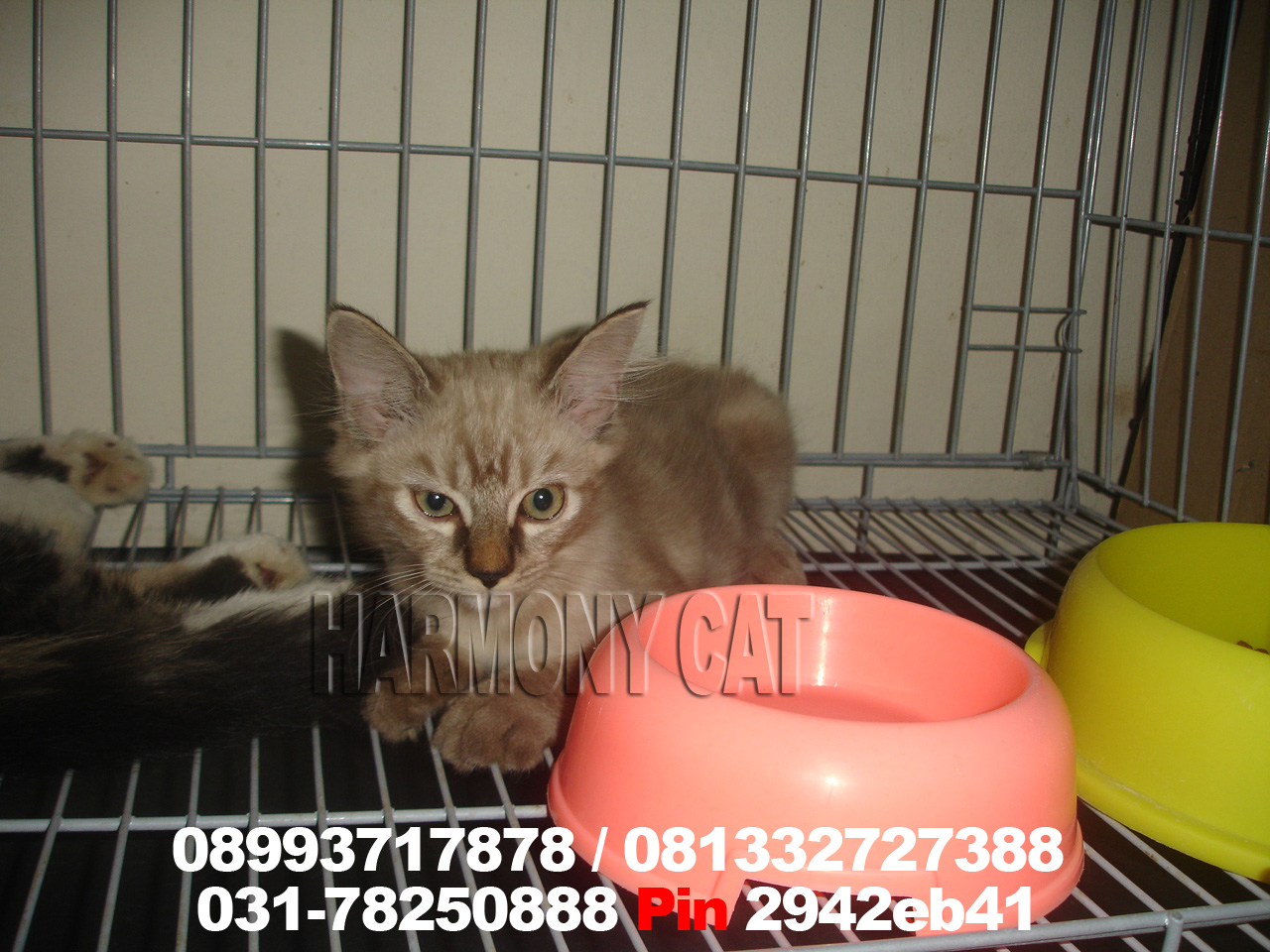Hamster Dan Kucing Persia Murah Surabaya: KUCING ANGGORA JANTAN 2.5 BLN ...