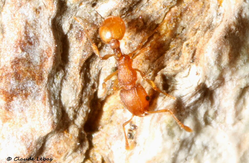 fourmis de Cuba- Hormigas de Cuba- Ants of Cuba: Wasmannia auropunctata