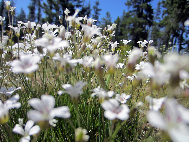 Danielle Foushee Art & Design: Wildflowers of the Kootenai National ...