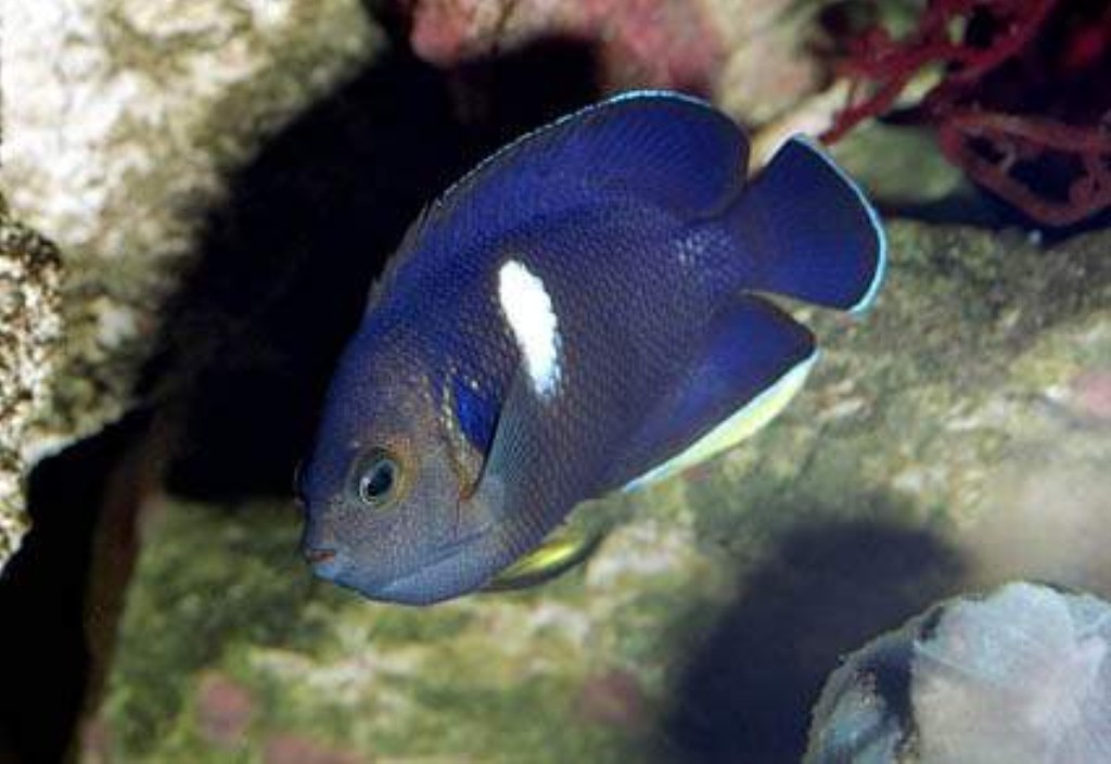 Fish Pictures: Keyhole angelfish - Centropyge tibicens