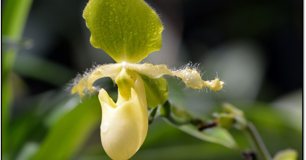 Orquídeas Blog de Angel Mar: Paphiopedilum primulinum (Un clásico ...