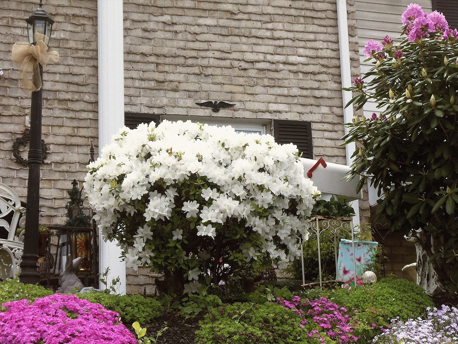 DEBBIE-DABBLE BLOG: The Azaleas are Blooming!!