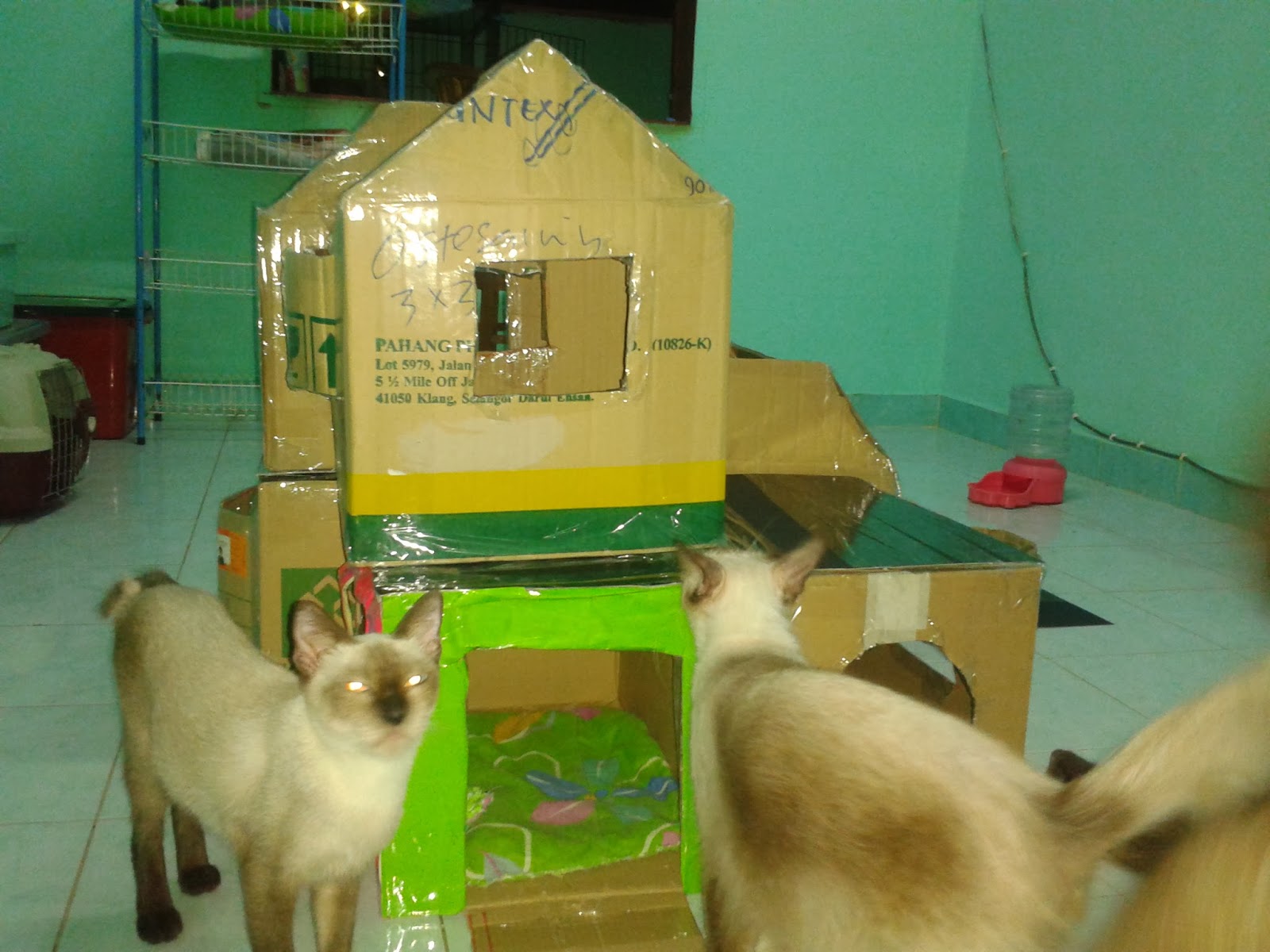 "DUNIA KUCING": RUMAH MAINAN KUCING by Kotak