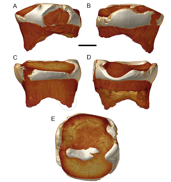 Fourth Denisovan fossil identified