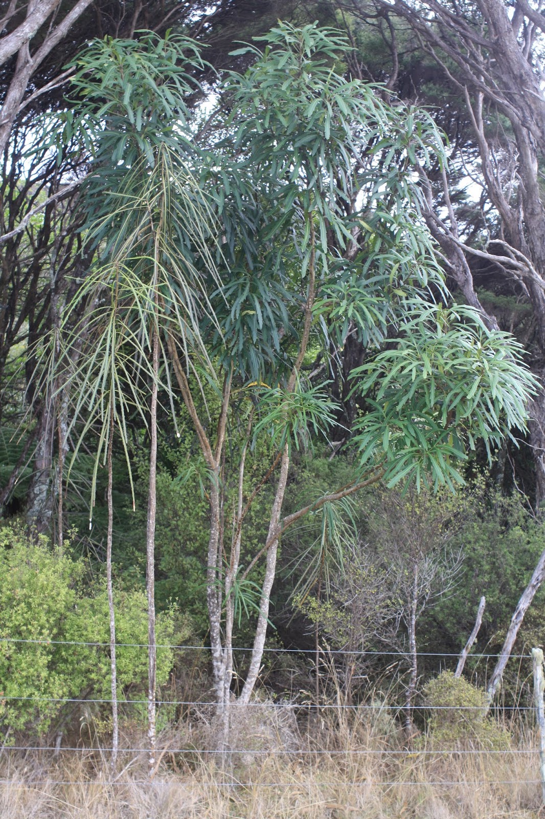 Catalogue of Organisms: Five-fingers and Lancewoods
