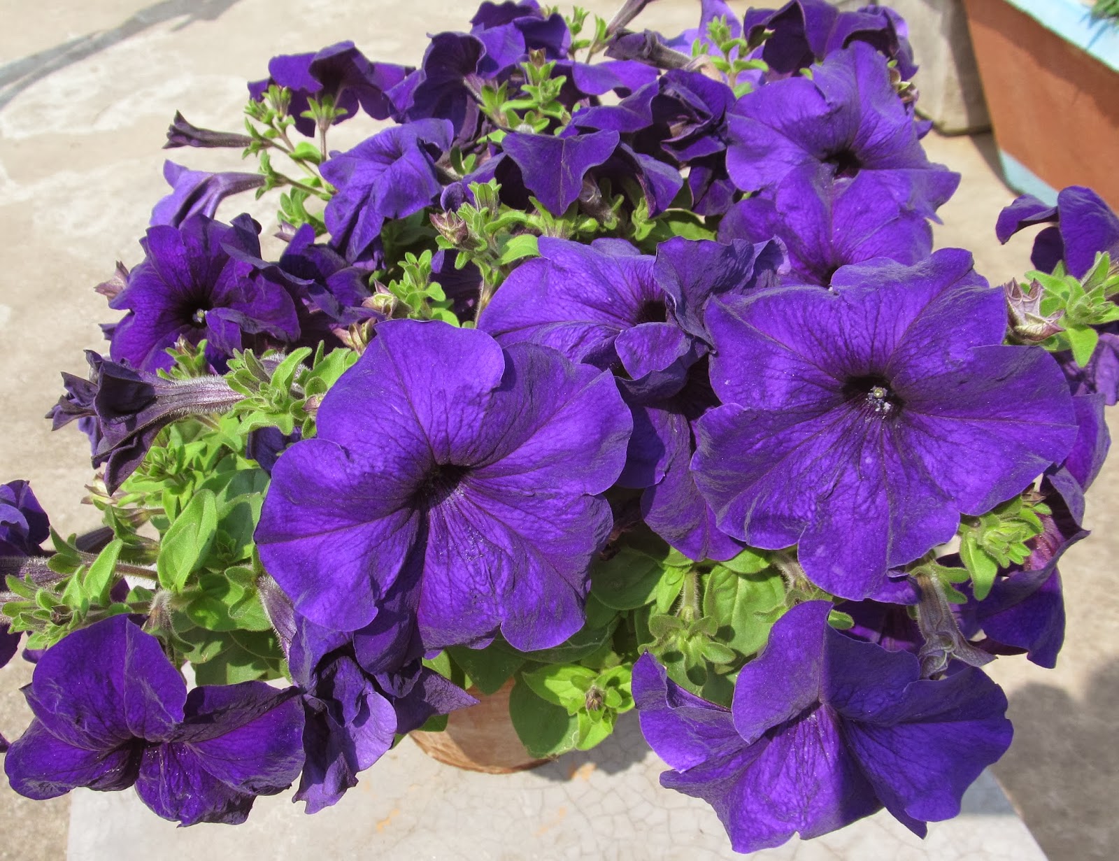 NATURAL & UNIQUE PHOTOGRAPHY: PETUNIA FLOWER