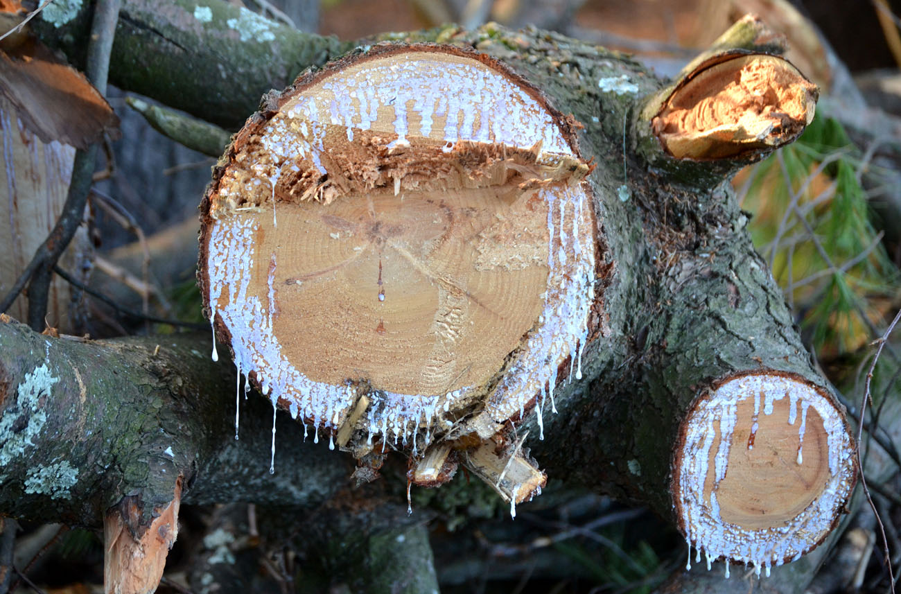 Woods Walks and Wildlife: 2012