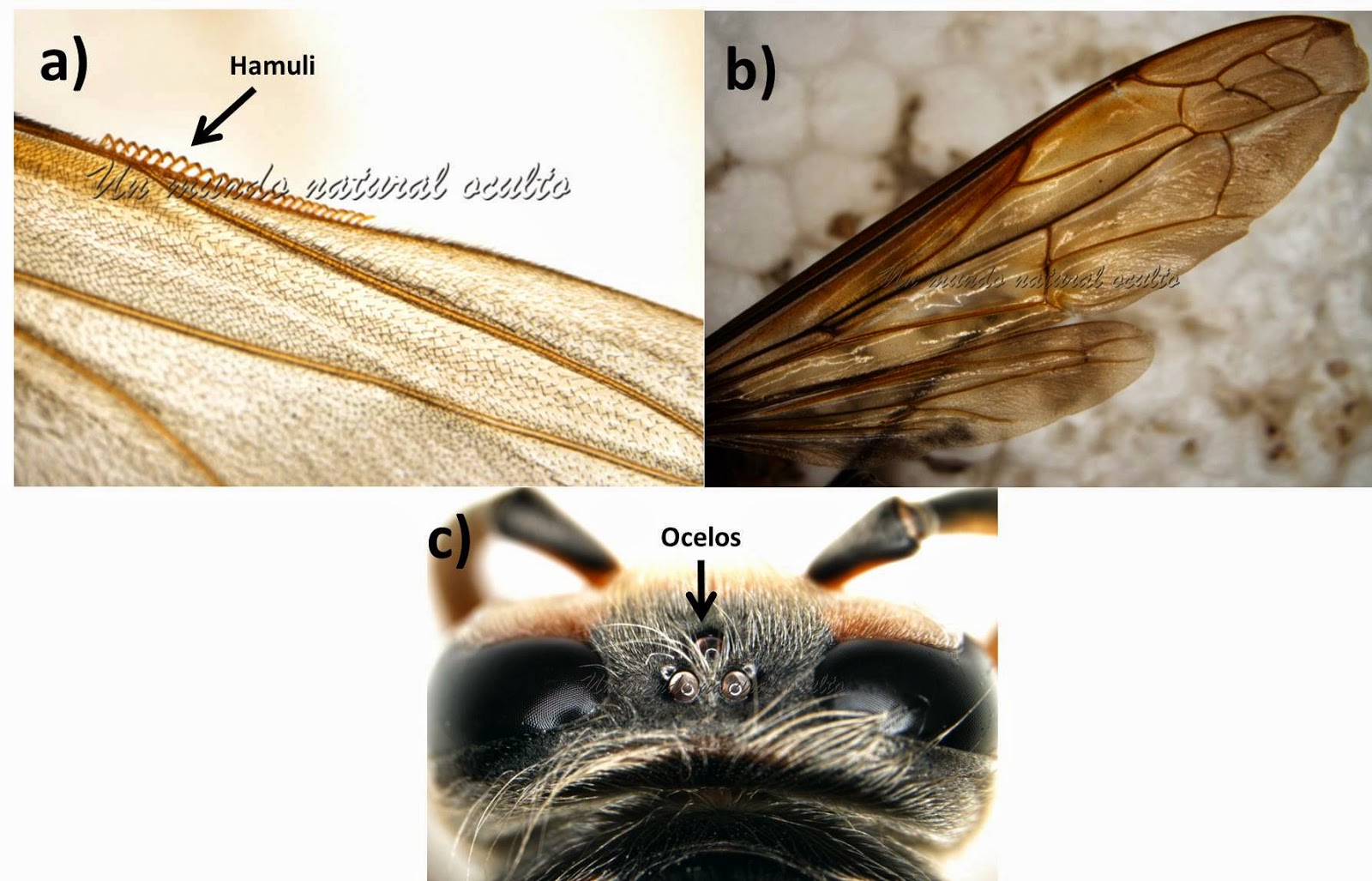 UN MUNDO NATURAL OCULTO: CÓMO DIFERENCIAR UNA ABEJA DE UNA AVISPA