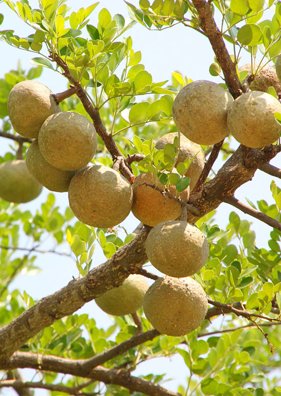 The Multicolored Diary: W is for the Wood Apple Princess (A to Z ...
