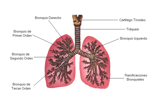 Biología aplicada - 4º A - 5: Disección de pulmón y encéfalo de cordero