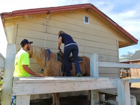 Teena in Toronto: Horseback riding at Broadleaf Ranch, NB