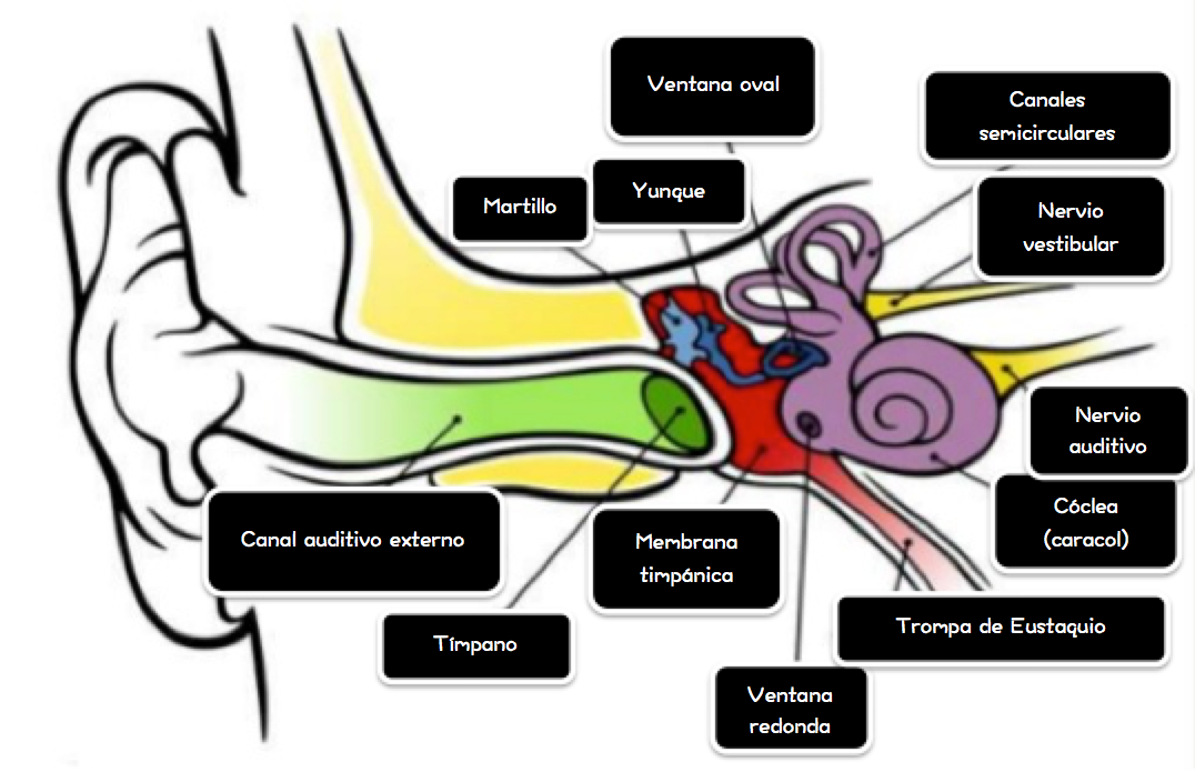 MECANISMOS DE PERCEPCIÓN, CONCIENCIA, Y ATENCIÓN: AUDICIÓN