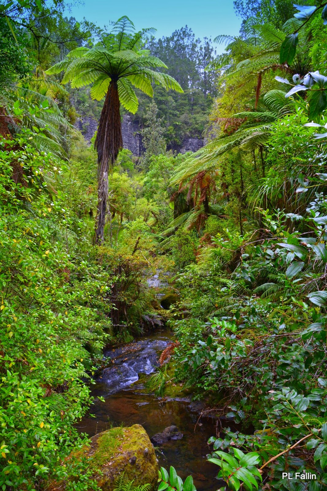 PL Fallin Photography: Auckland City Walk, Cascade Kauri Regional Park ...