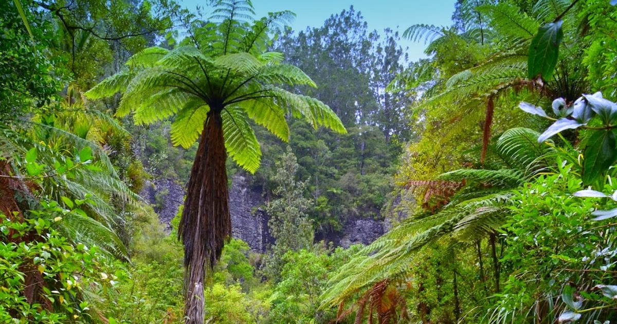 PL Fallin Photography: Auckland City Walk, Cascade Kauri Regional Park ...