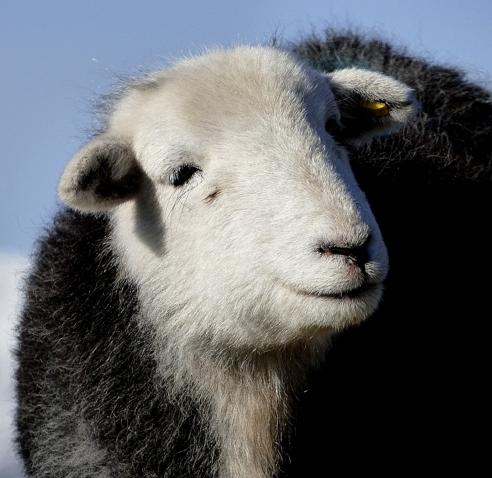 Cumbria Wildscapes: Herdwick Sheep