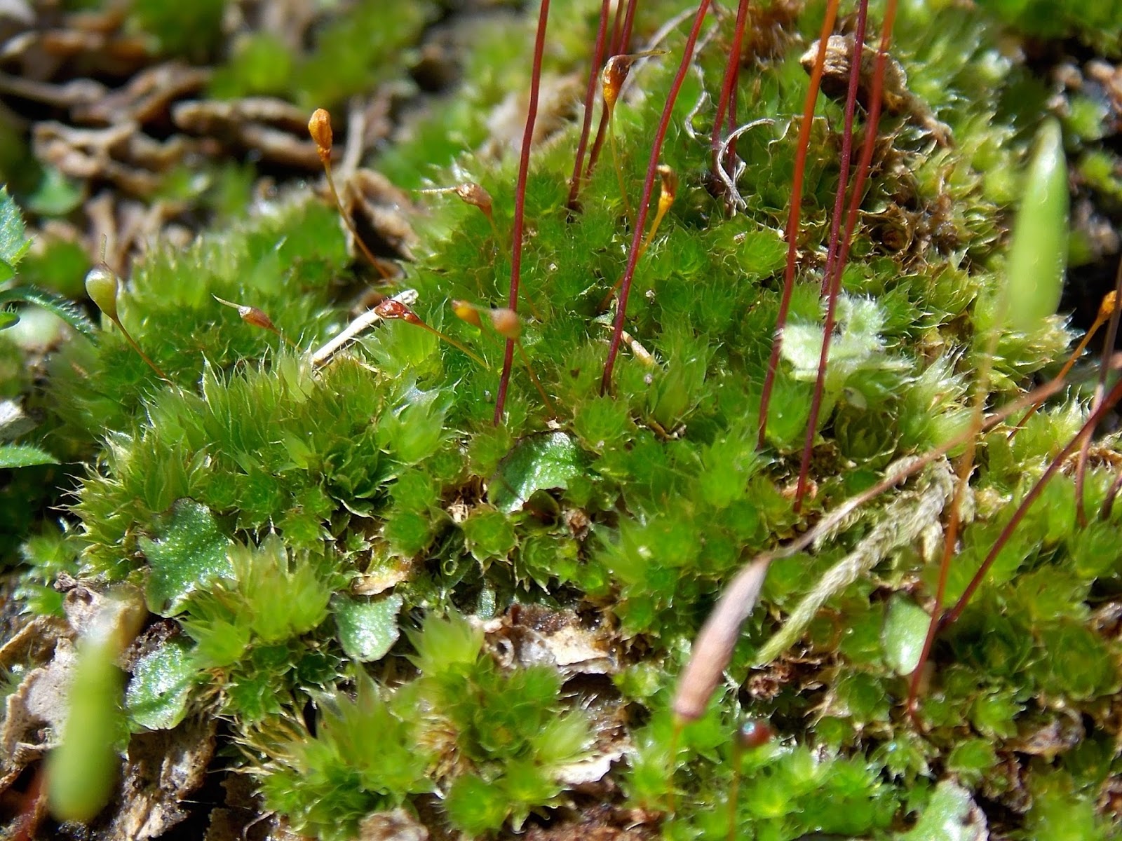 Bryum capillare Hedw.