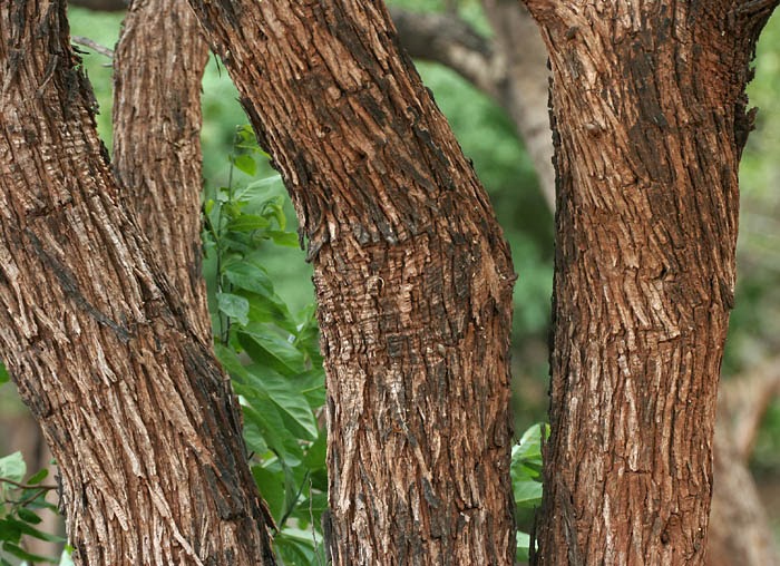 Khair Bark | Herbal Remedies