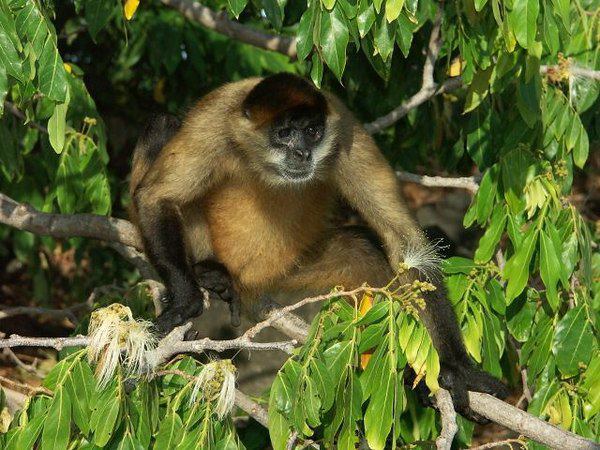 La mona de La Mocuana