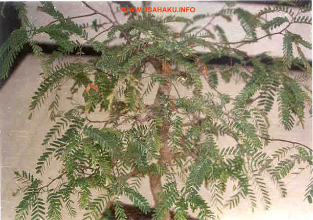 sehat: Tanaman Asam Jawa dan Khasiatnya