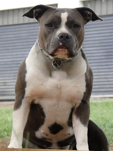 U.S BULLY FORCE COHNA =CRIAÇÃO NACIONAL= | American Bully Brasil - Esta ...