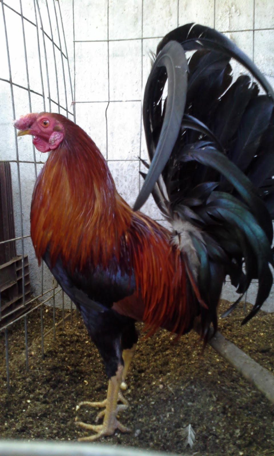 JI GALLOS: El gallo Bulico