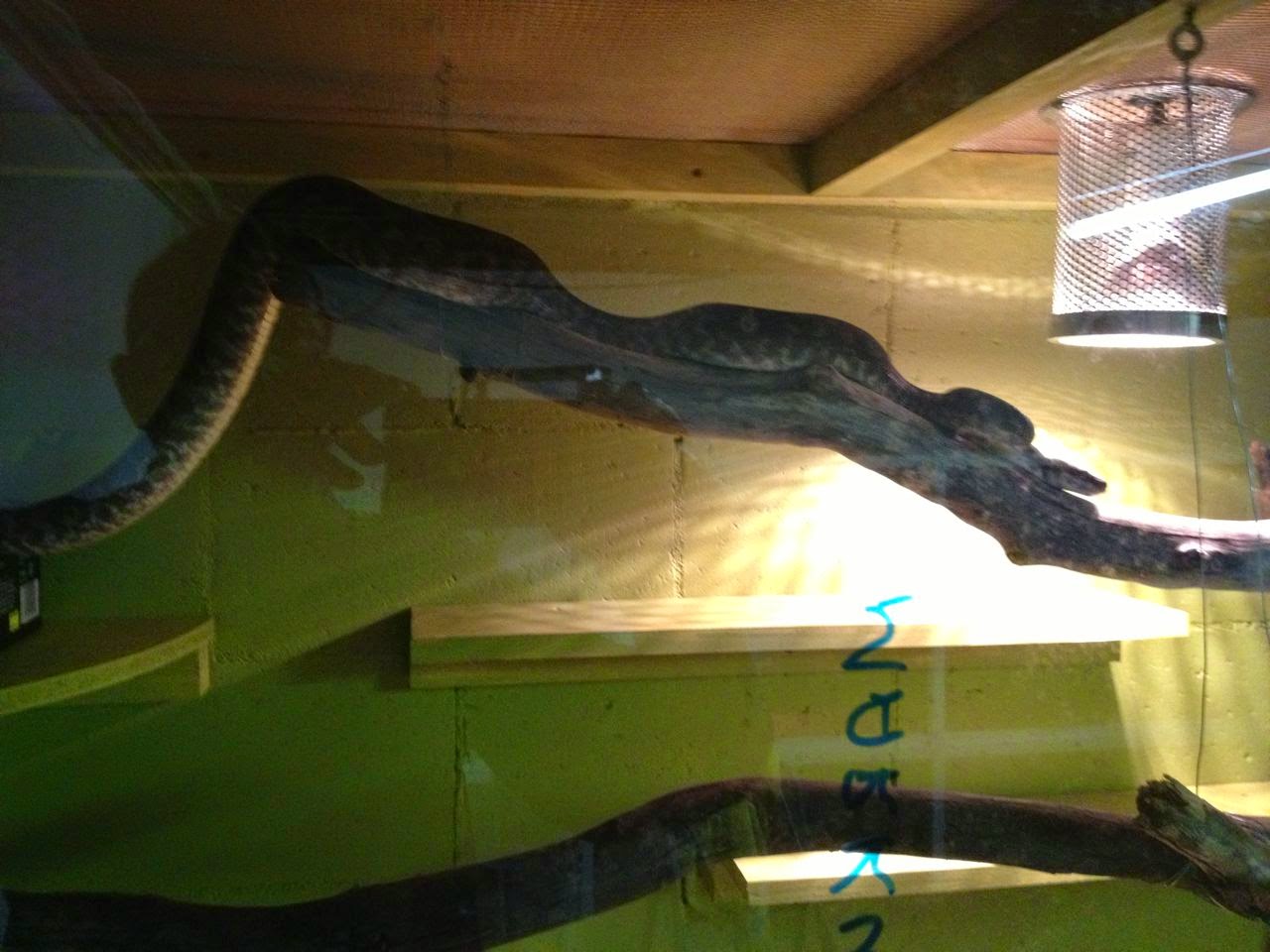Mutterings from Maryville: New rough scaled python enclosure