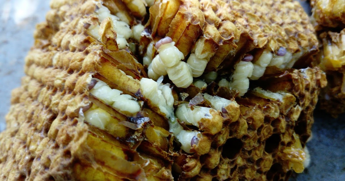 L'abeille pratique ASAD44: Piégeage des varroa par couvain de mâle.