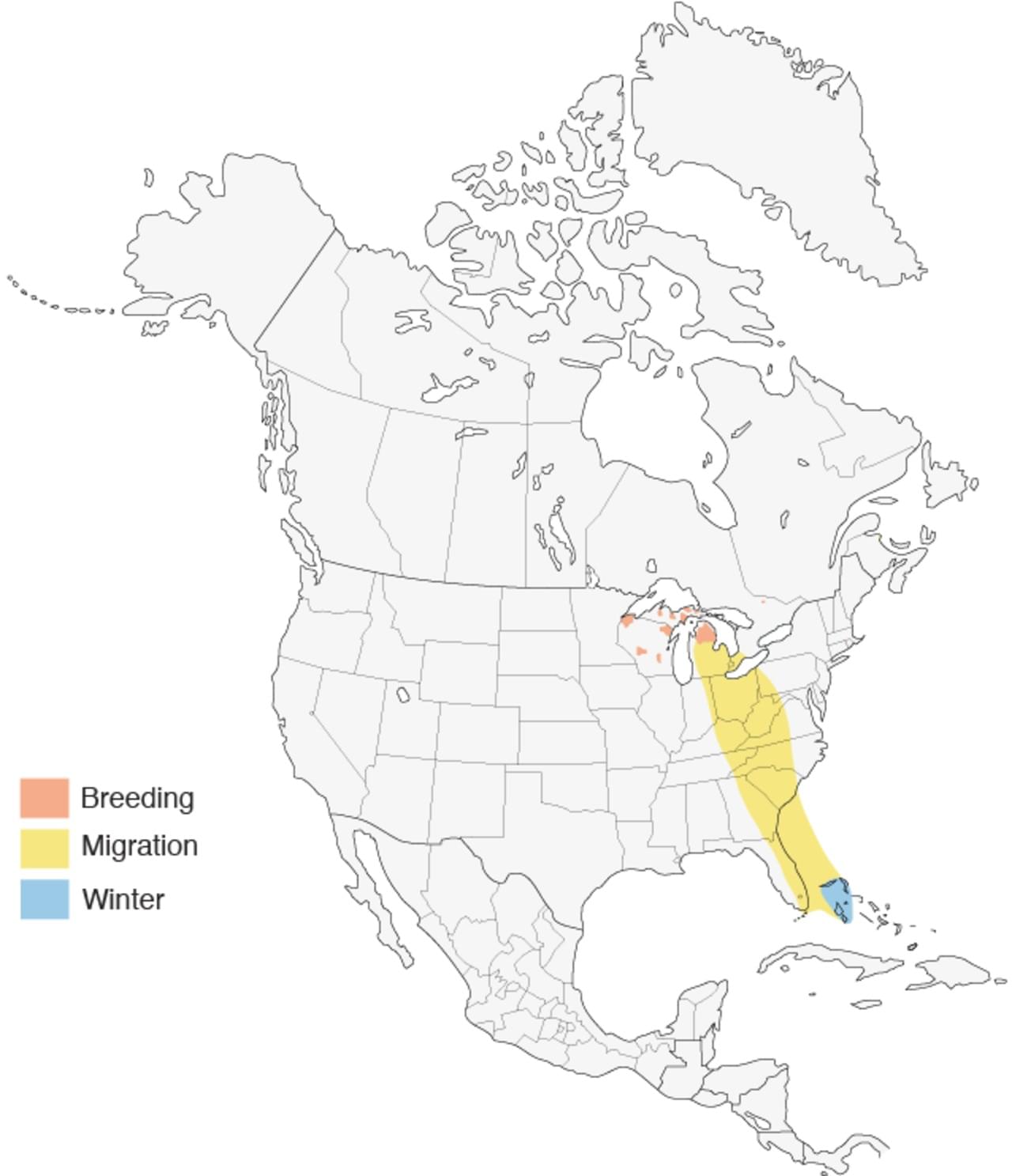 Kiawah Island Banding Station: KIBS First: Kirtland's Warbler!!!