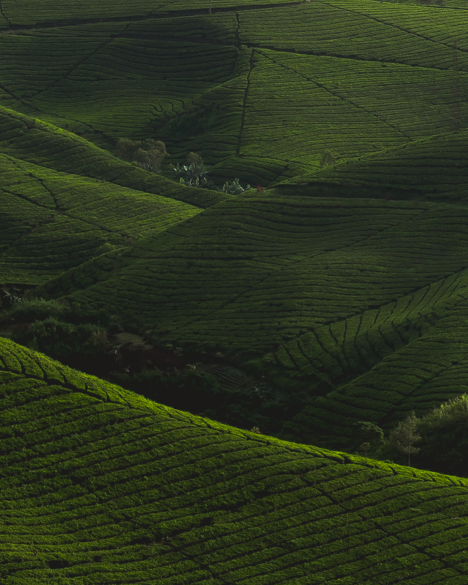 Relief Indah Perbukitan Kebun Teh Di Cukul - Pangalengan - Traveleosaurus
