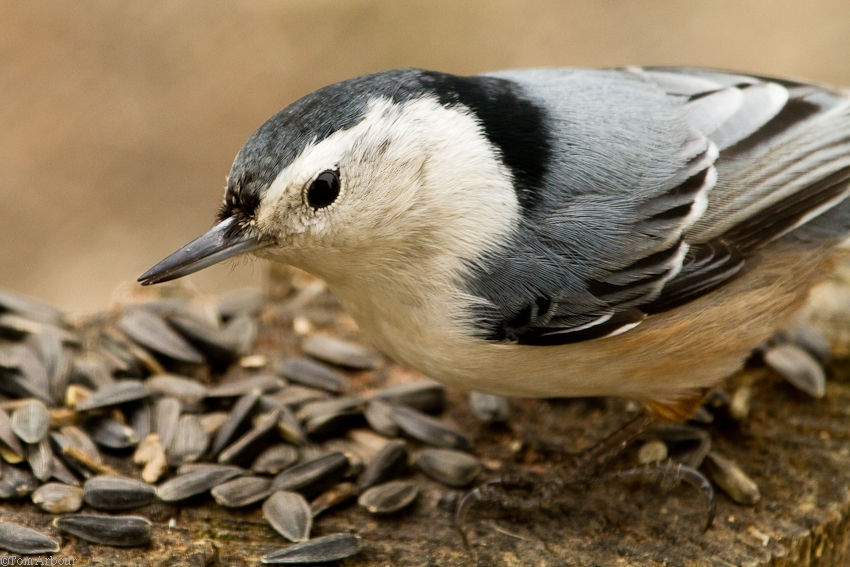 The Ohio Nature Blog: White-breasted Nuthatch