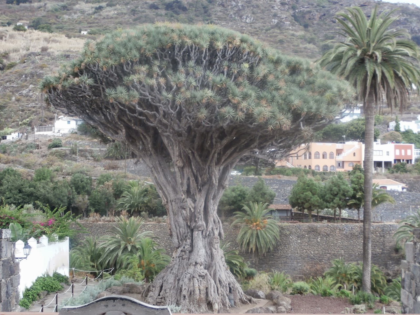 El Blog de la Fotografía: Drago Milenario (Tenerife)