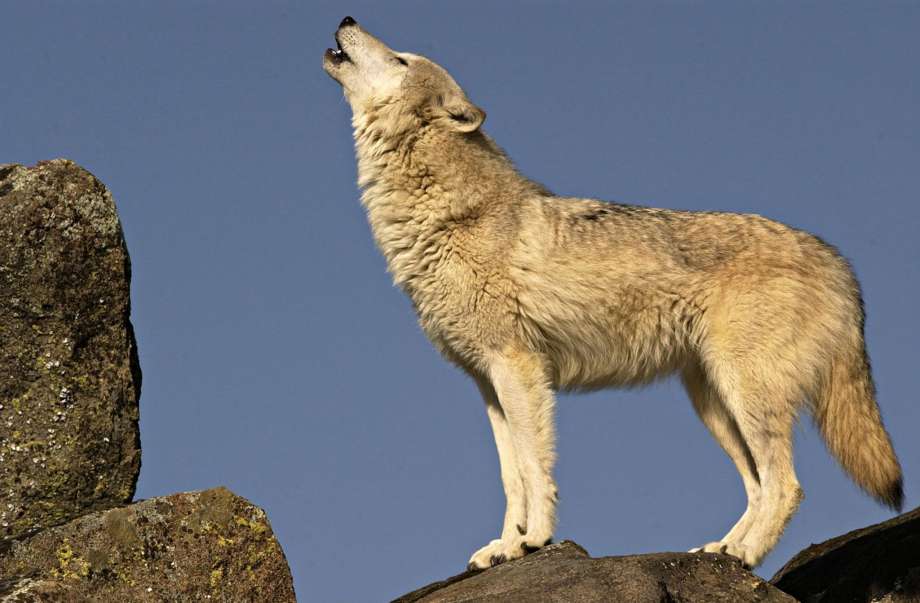 Animal Adventurer: Cattle Ranchers in Northern California Should Learn ...