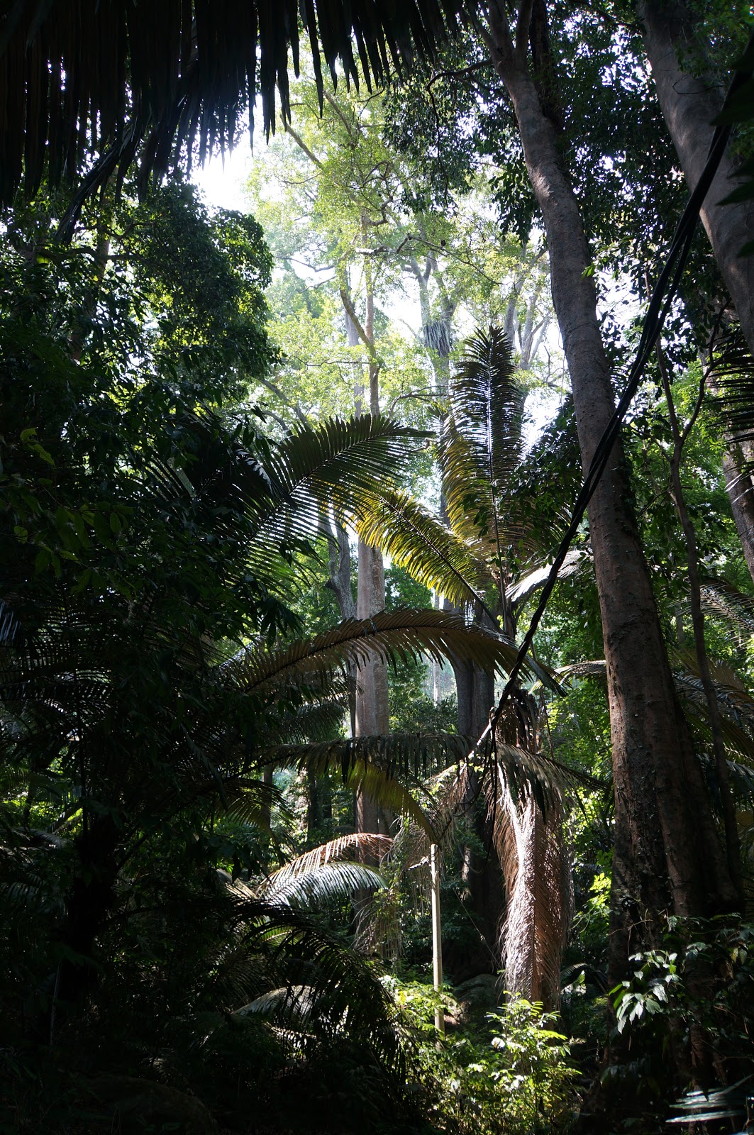 Malaisie - jour 12 : Tioman - Jungle trek vers Juara