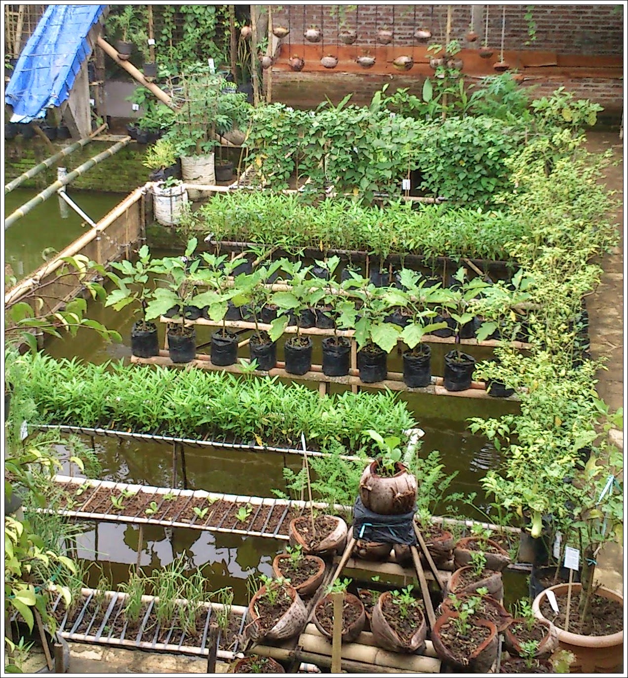 Terbaru 34+ Rak Tanaman Sayuran