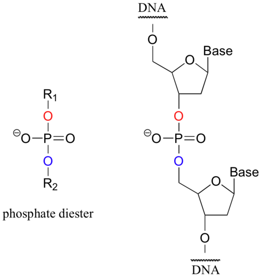 savvy-chemist: Condensation Polymers (4) DNA (DeoxyriboNucleic Acid)