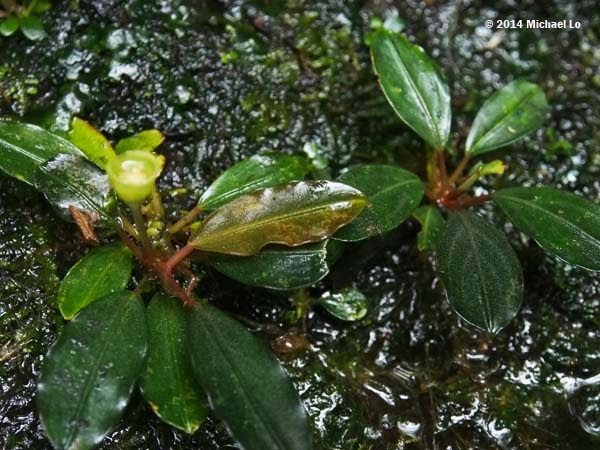 The rainforests of Borneo & Southeast Asia: Bucephalandra akantha