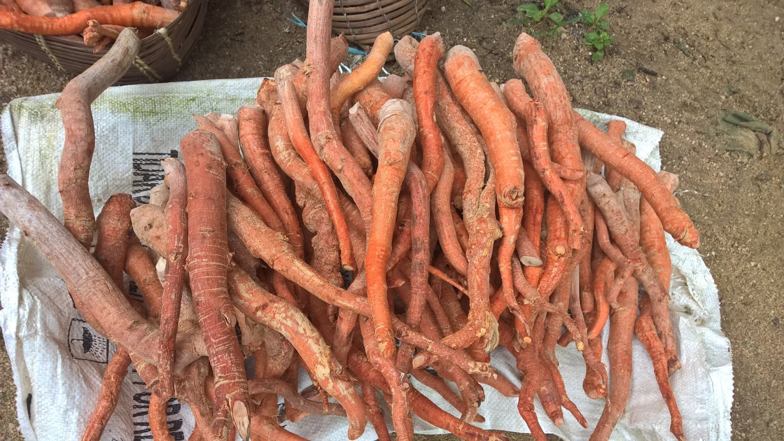 Tongkat Ali Akar Merah (JACKIA ORNATA)