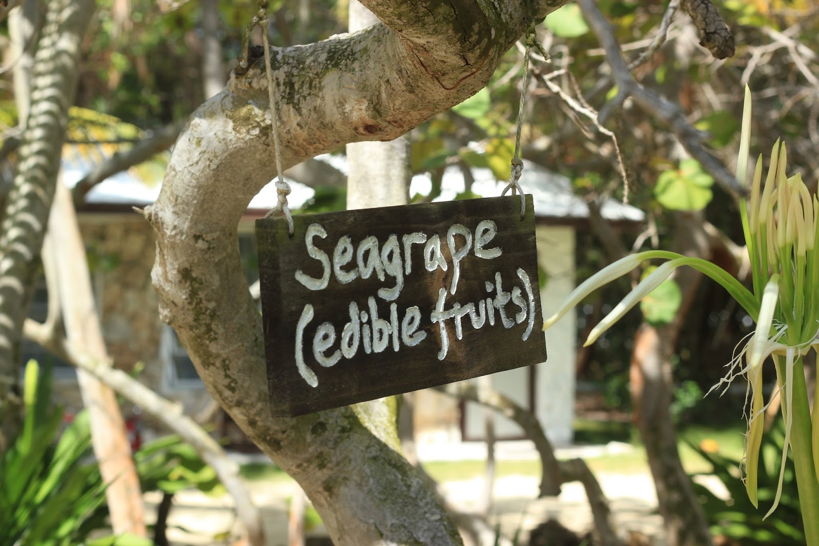 Small Hope Bay Lodge Andros Island Bahamas: Our Coconut Farm and Garden