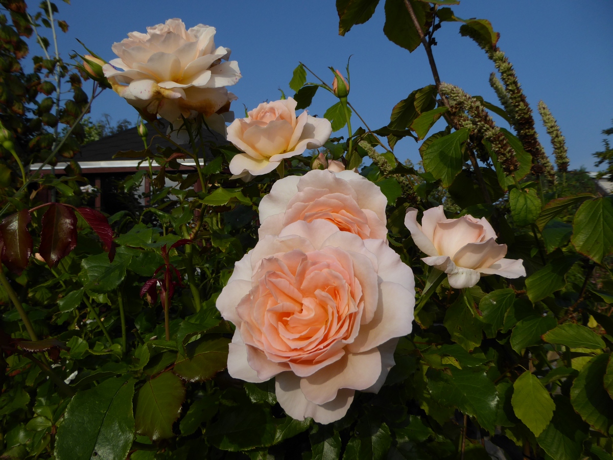 Høneballehaven på Samsø: Roser