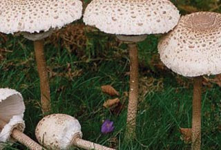 Chef in da house: Bolets