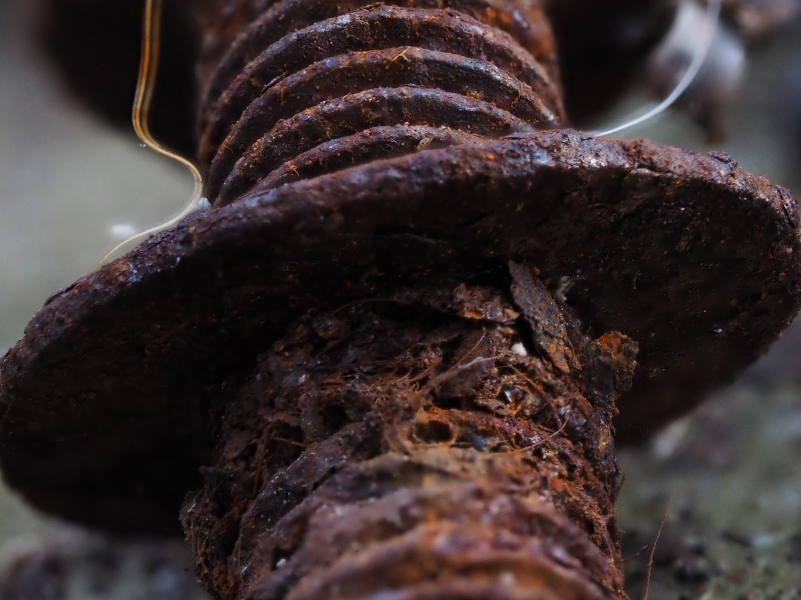 Photographers Study: Olympus Focus Stacking - OM-D EM-1 Firmware 4.x