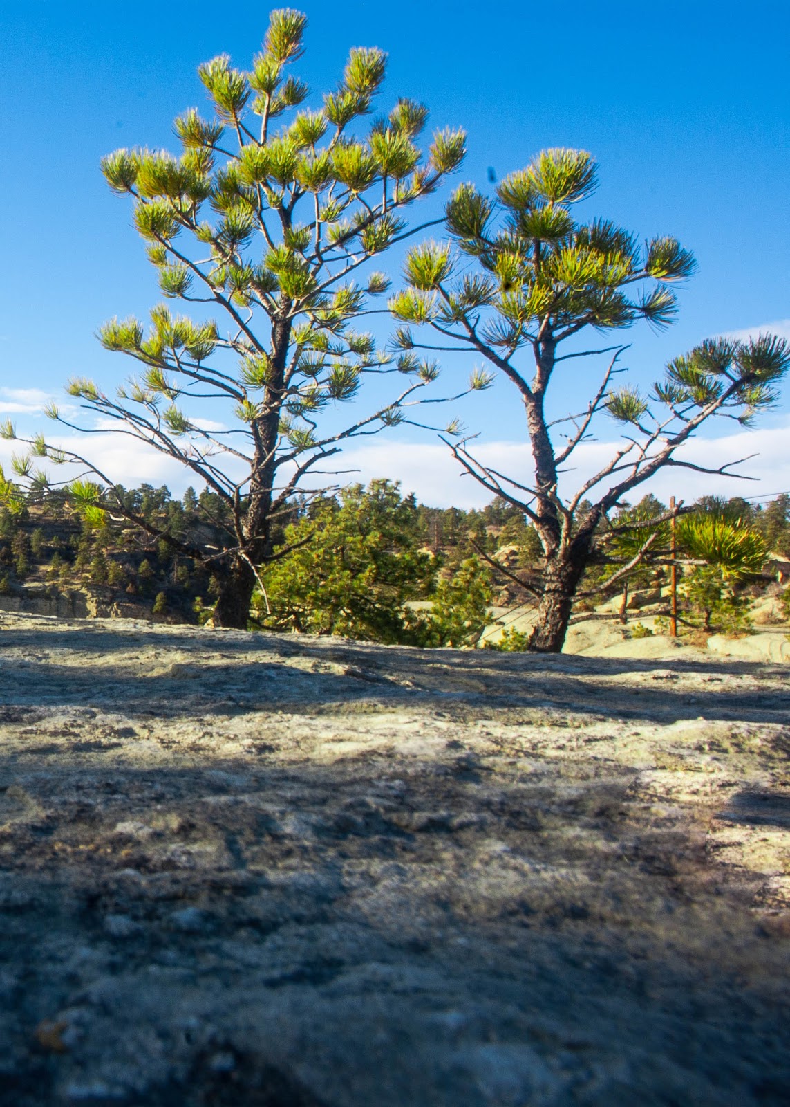 Danny Benzel Nature and Conservation Photography