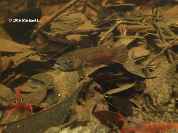 The rainforests of Borneo & Southeast Asia: Betta macrostoma & red ...